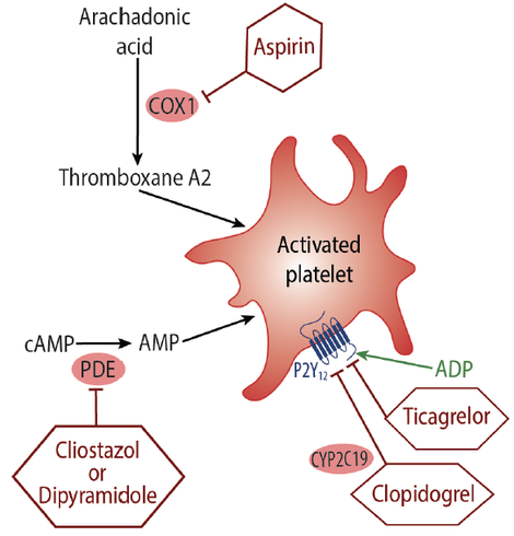 Antiplatelet Therapies After Ischemic Stroke