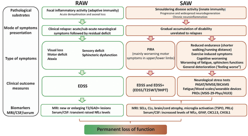 Progressive Multiple Sclerosis: Functional, Anatomic, and Bi
