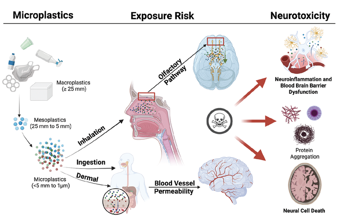 Microplastics and "Negative Neuroplasticity"
