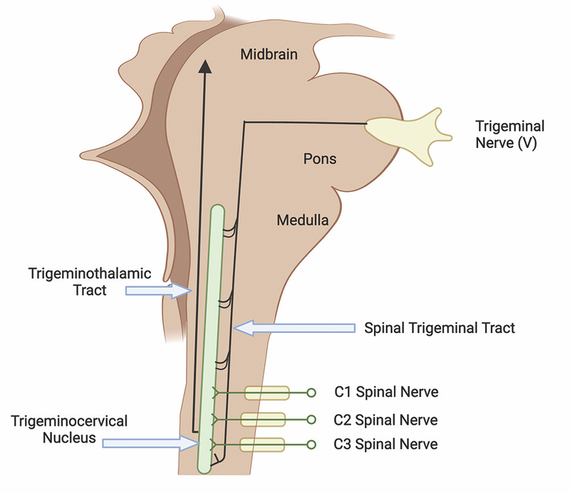 Cervical Spine Considerations in Headache Management