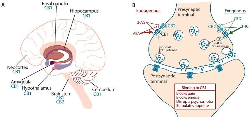 Cannabis and Cannabinoid Therapies for Headache