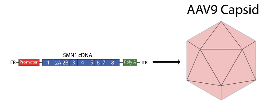Spinal Muscular Atrophy is Now a Treatable Genetic Condition