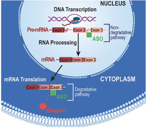 Antisense Oligonucleotide Therapies