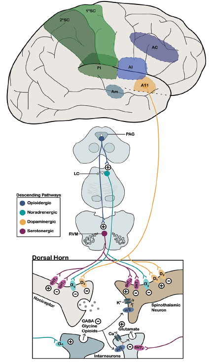 Understanding Pain
