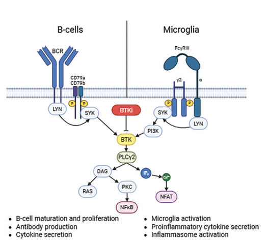 MS Minute: Update on BTK Inhibitors for Multiple Sclerosis