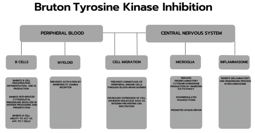Updates in Bruton Tyrosine Kinase Inhibition for Multiple Sc