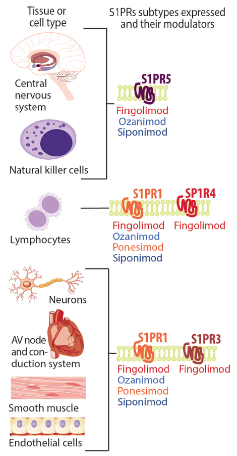 Sphingosine-1-Phosphate Modulators for Multiple Sclerosis