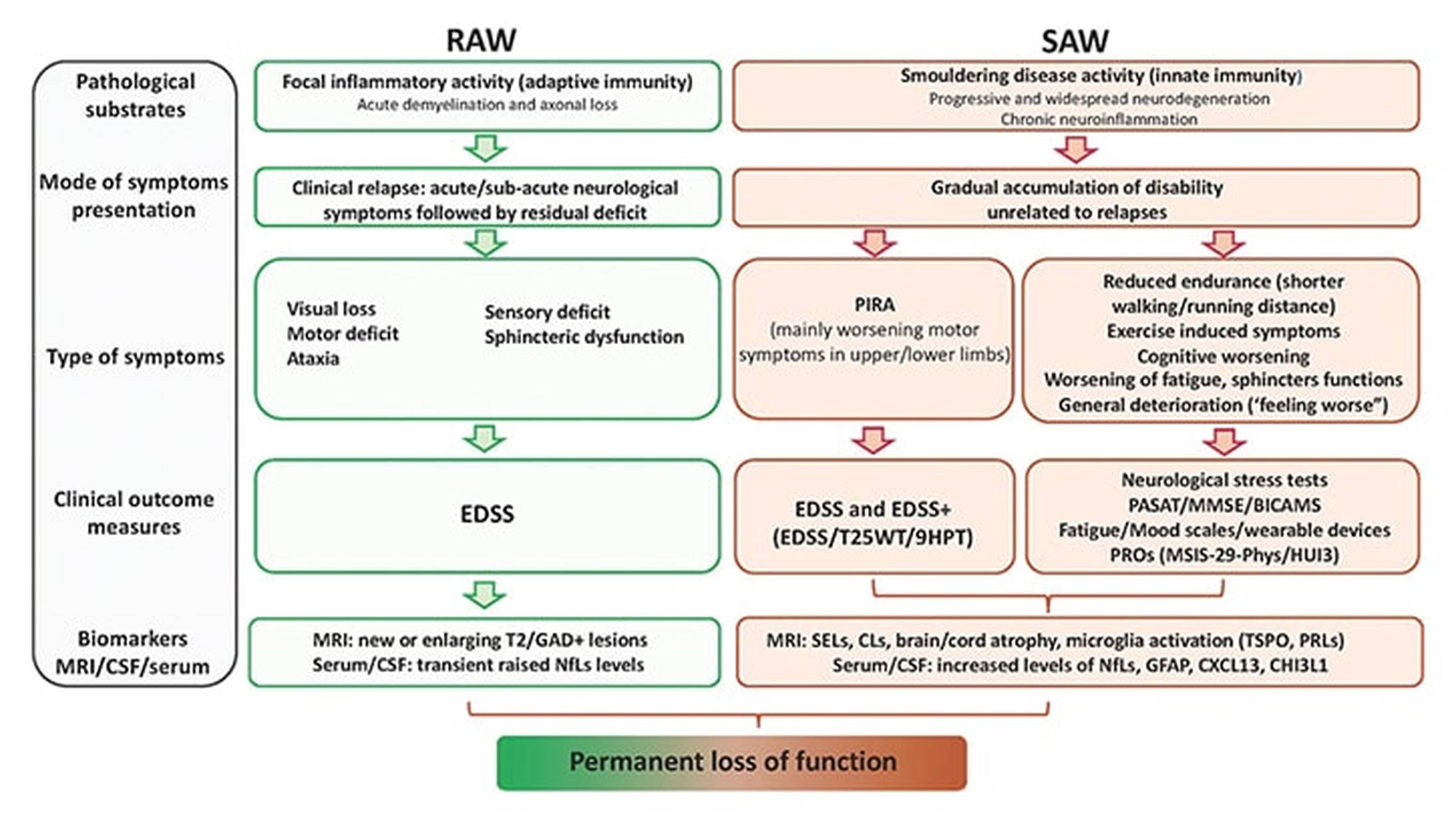 Progressive Multiple Sclerosis: Functional, Anatomic, and Bi