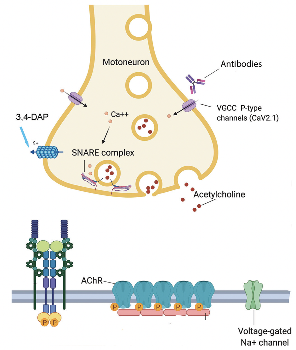 Diagnosis and Treatment of Lambert-Eaton Myasthenic Syndrome