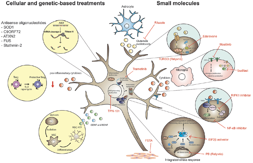 Neuromuscular Notes: New and Emerging Therapies in ALS