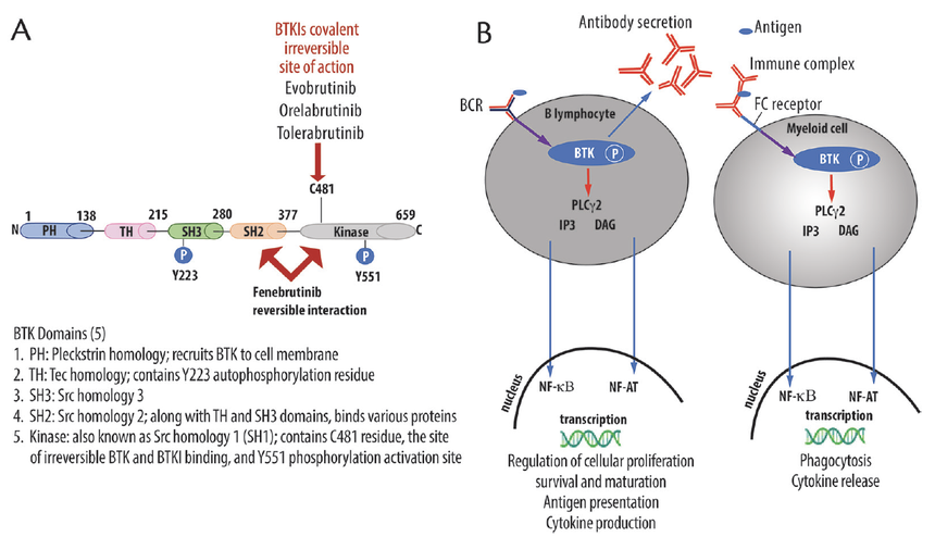 Bruton Tyrosine Kinase Inhibition in Multiple Sclerosis