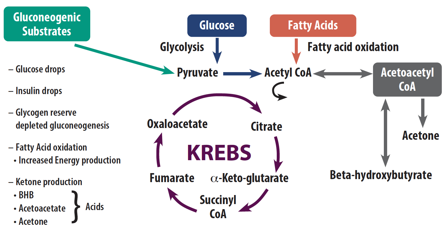 Epilepsy Essentials: Ketogenic Diet Therapy Considerations i