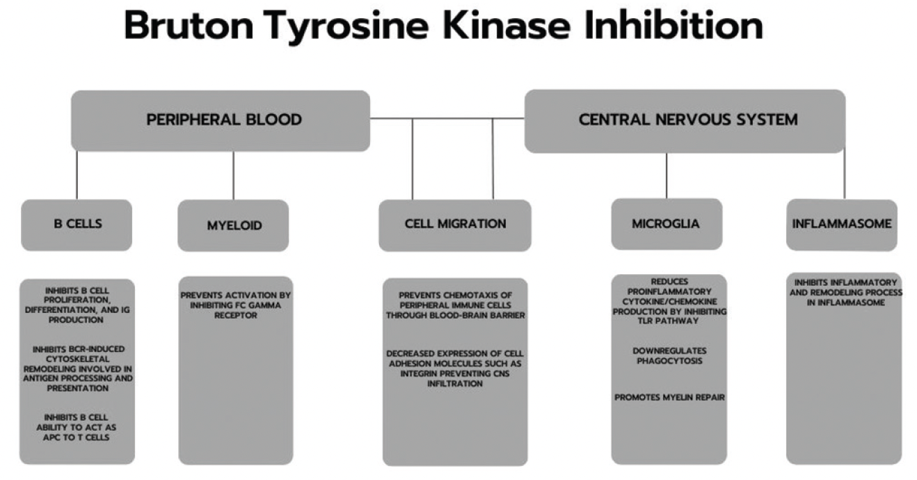 Updates in Bruton Tyrosine Kinase Inhibition for Multiple Sc