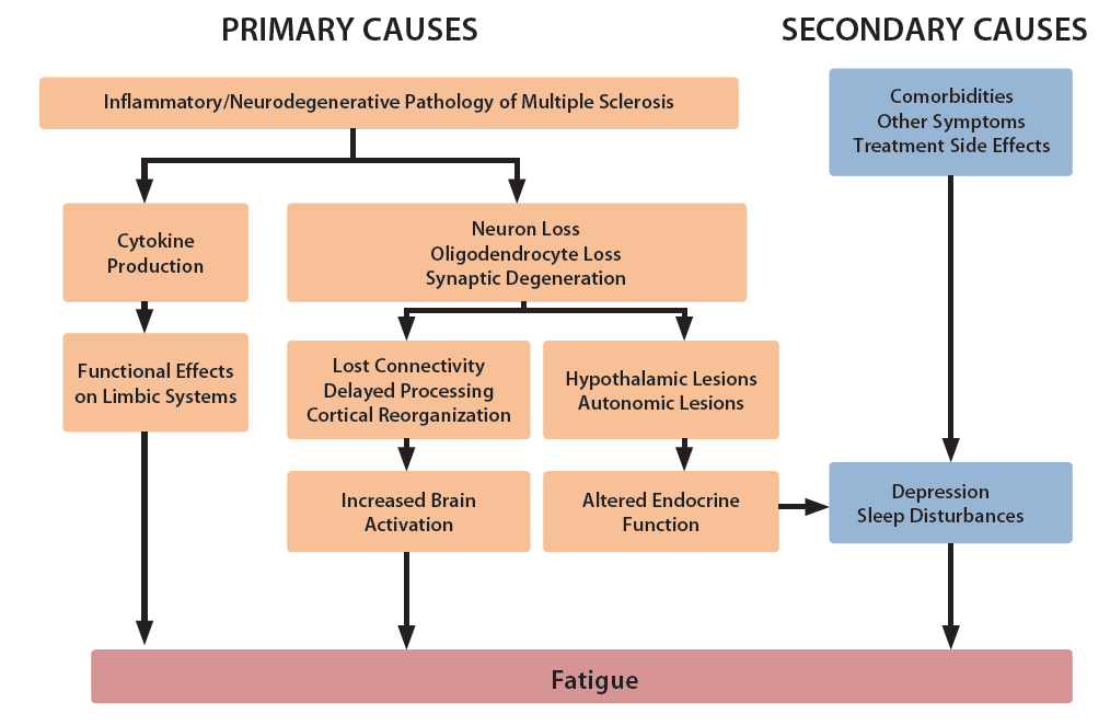Fatigue in Patients With Multiple Sclerosis