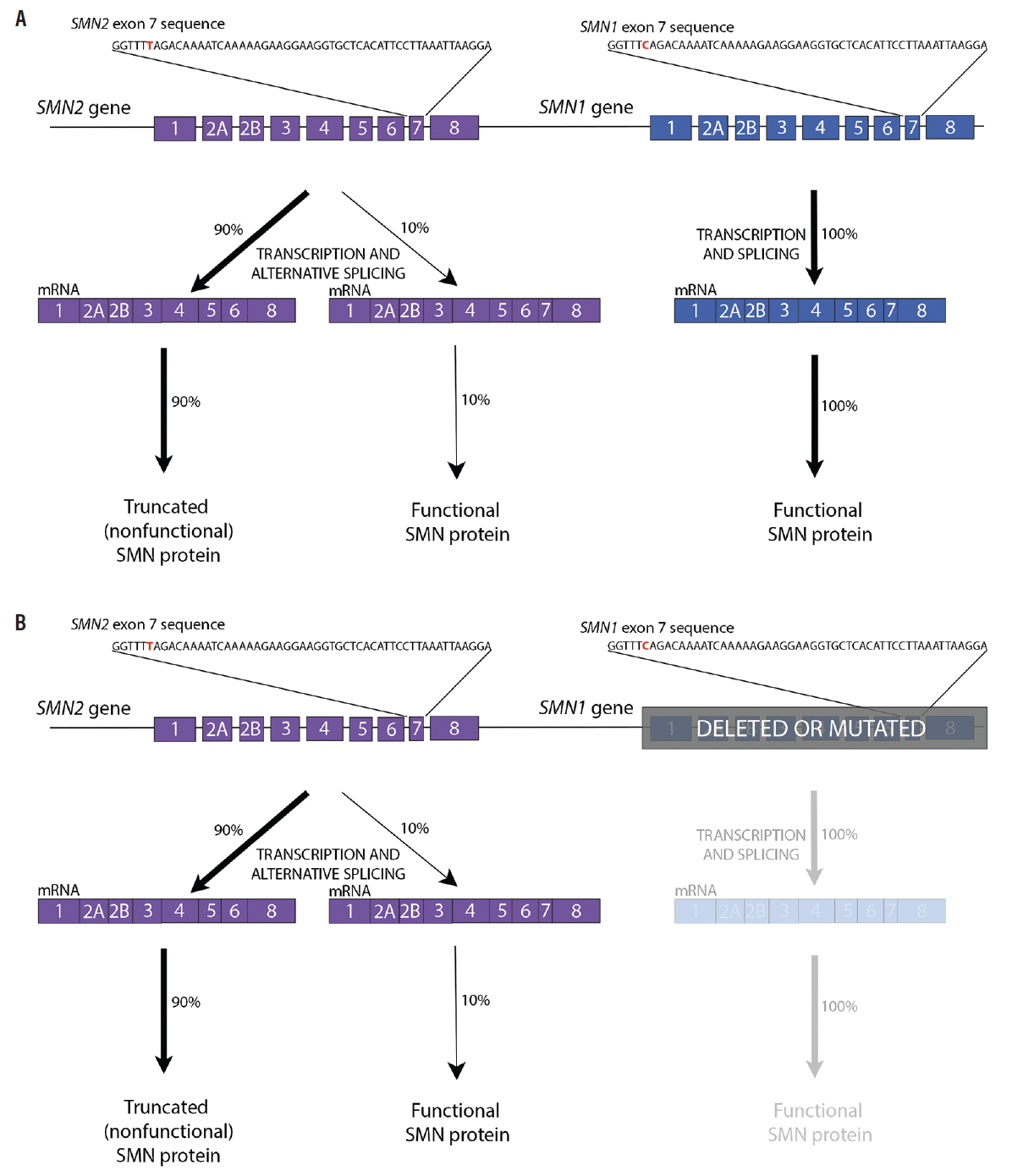 Spinal Muscular Atrophy is Now a Treatable Genetic Condition