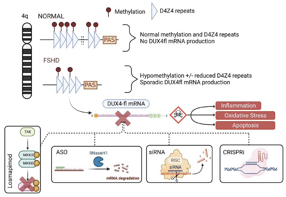 Therapeutic Approaches to Neuromuscular Repeat Disorders: Fa