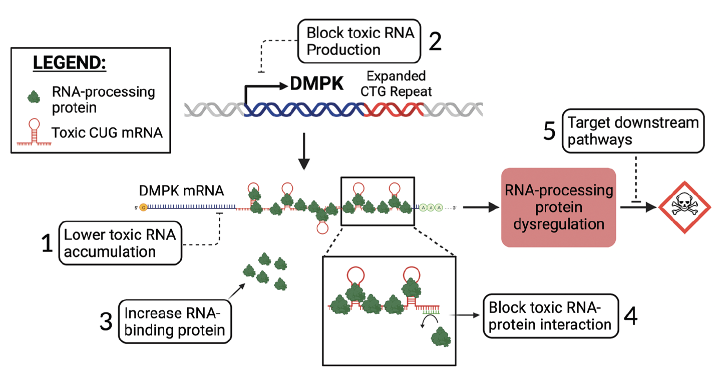 Therapeutic Approaches to Neuromuscular Repeat Disorders: Fa