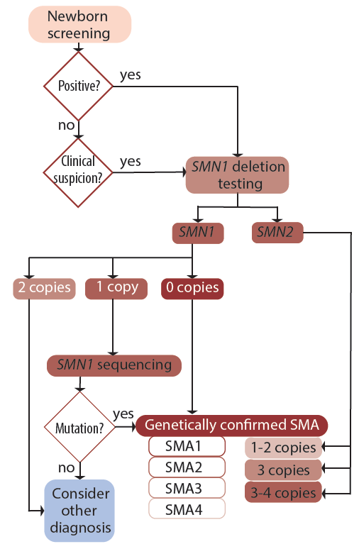 Spinal Muscular Atrophy