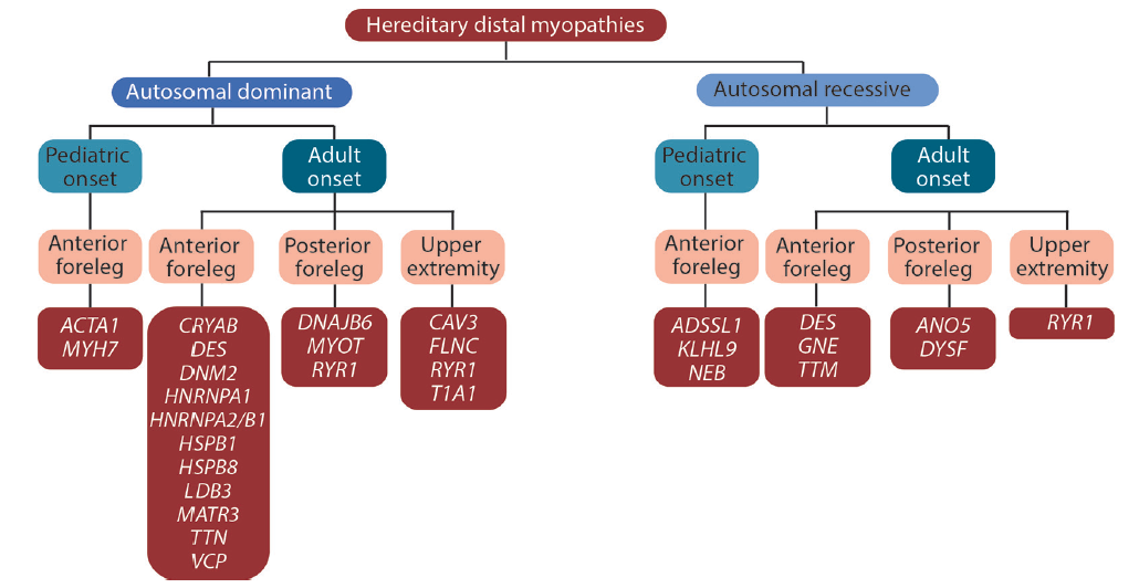 Differential Diagnosis of Distal Myopathies