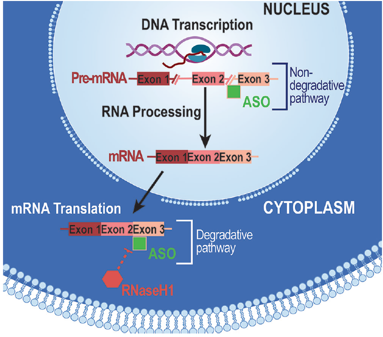 Antisense Oligonucleotide Therapies
