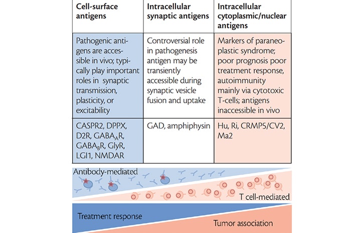 Autoimmune Movement Disorders in Adults