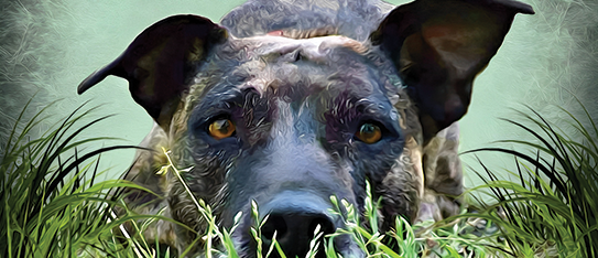 Inherited Neuropathies: Giant Axonal Neuropathy, Charcot-Mar